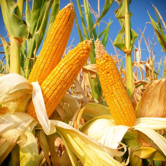 Triple Quad™ 5500+ System – QTRAP® Ready