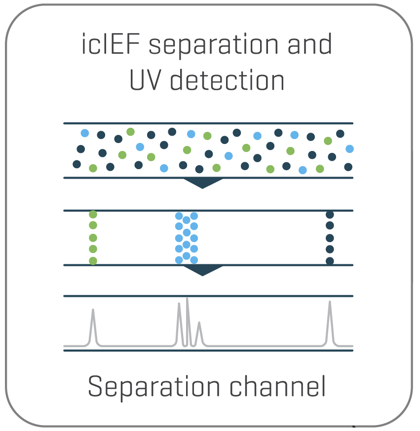 icIEF-MS Technology | SCIEX
