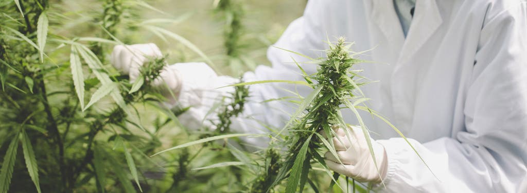 Cannabis Testing & Analysis with the Power of LC-MS/MS