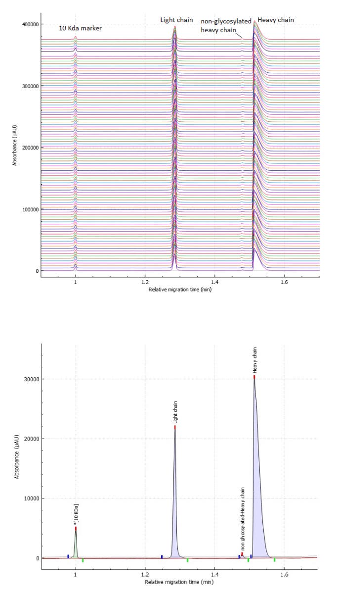 Streamlined protein characterization workflows for capillary ...