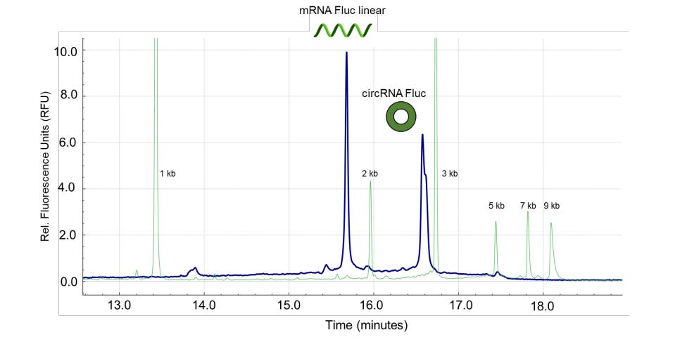 Separation of circular RNA from the linear precursor by multi-capillary ...