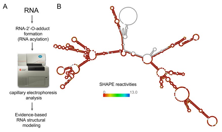 Structural analysis of a long single-stranded RNA molecule by chemical ...
