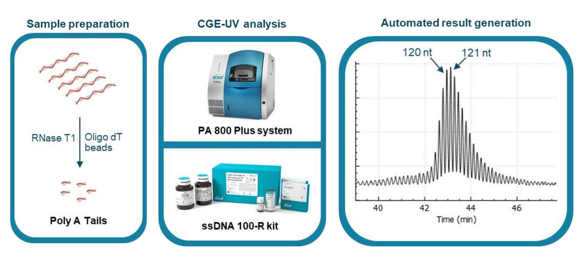 Analysis of mRNA poly(A) tails with single-nucleotide resolution by ...