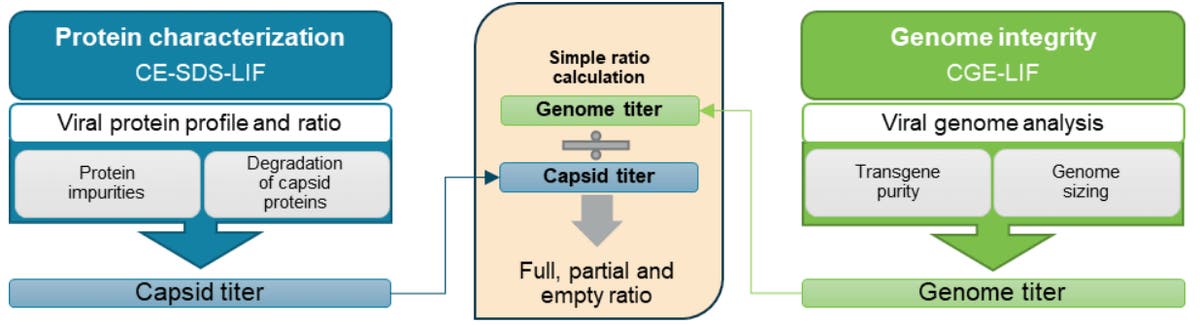 A new approach for high-resolution full and empty AAV capsid analysis ...